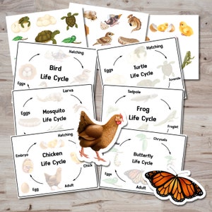 Animal Life Cycle Busy Book Printable Activity for Kindergarten - Etsy