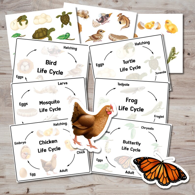 Animal Life Cycle Busy Book Printable Activity for Kindergarten - Etsy
