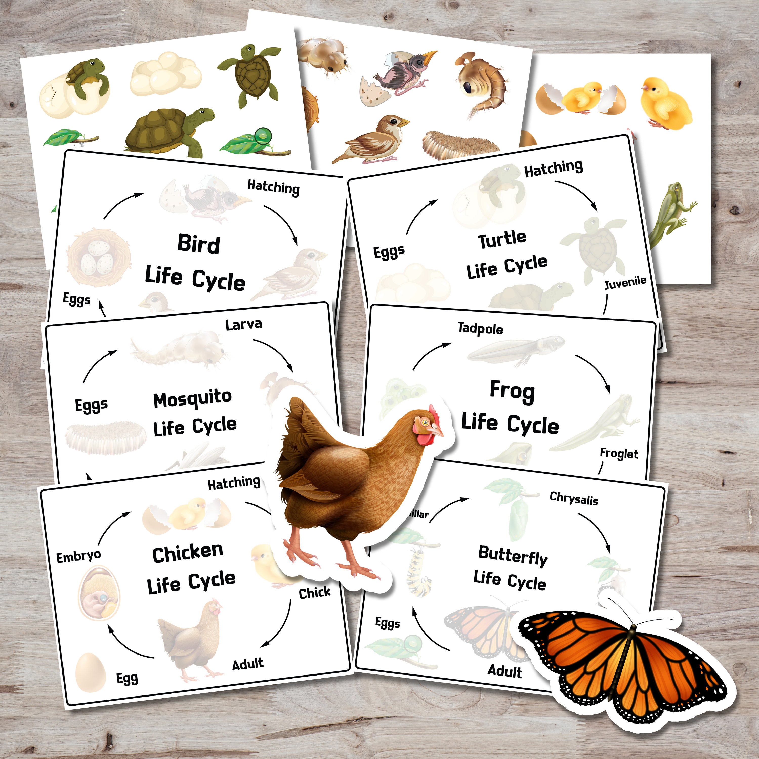 Animal Life Cycle Busy Book Printable Activity for Kindergarten - Etsy