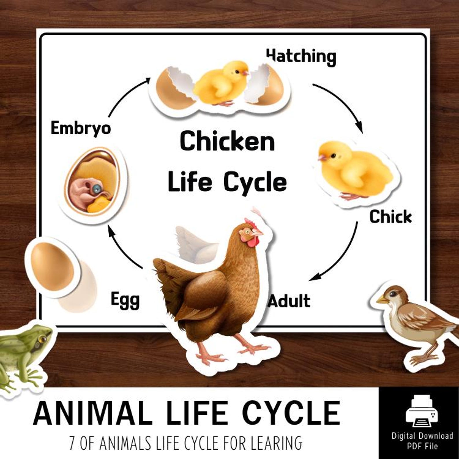 Animal Life Cycle Busy Book Printable Activity for Kindergarten - Etsy ...