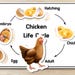 Animal Life Cycle Busy Book Printable Activity for Kindergarten - Etsy UK