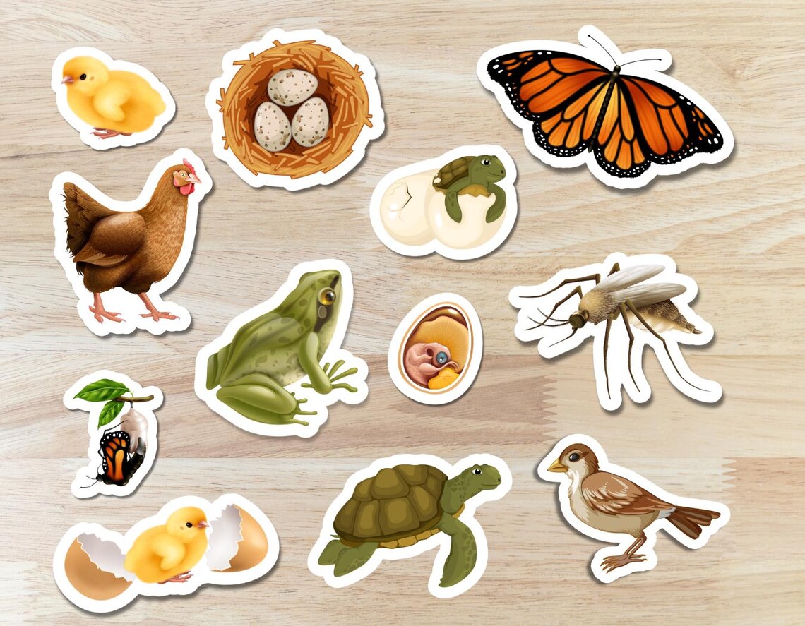 Animal Life Cycle Busy Book Printable Activity for Kindergarten - Etsy UK
