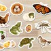 Animal Life Cycle Busy Book Printable Activity for Kindergarten - Etsy UK
