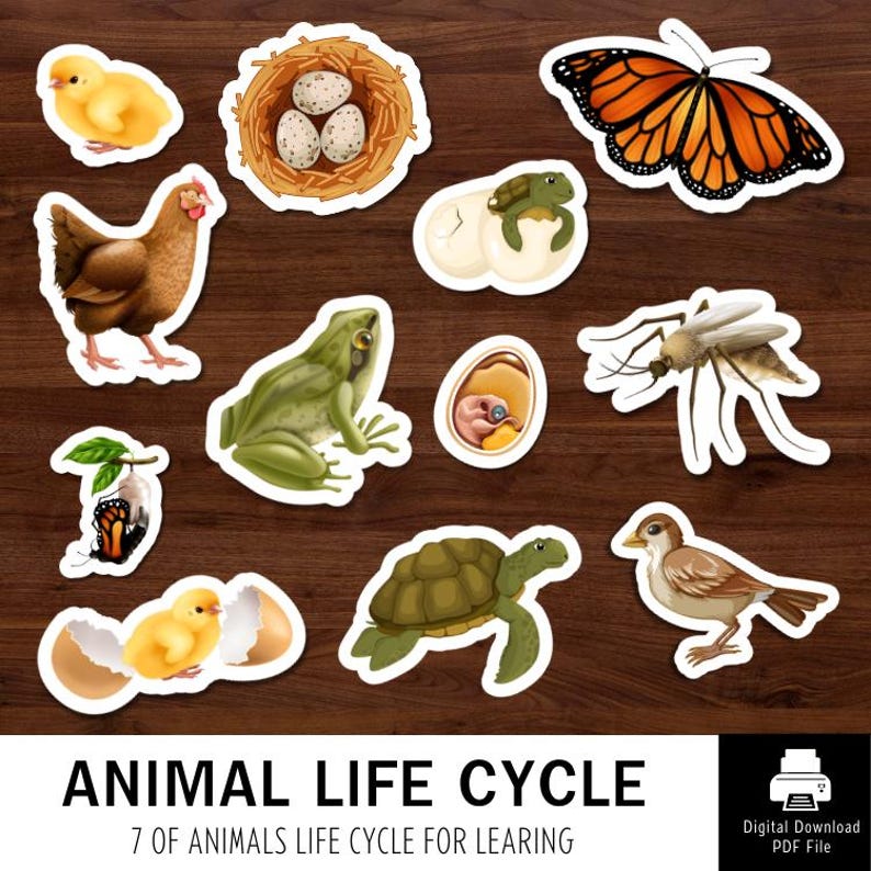 Animal Life Cycle Busy Book Printable Activity for Kindergarten - Etsy ...
