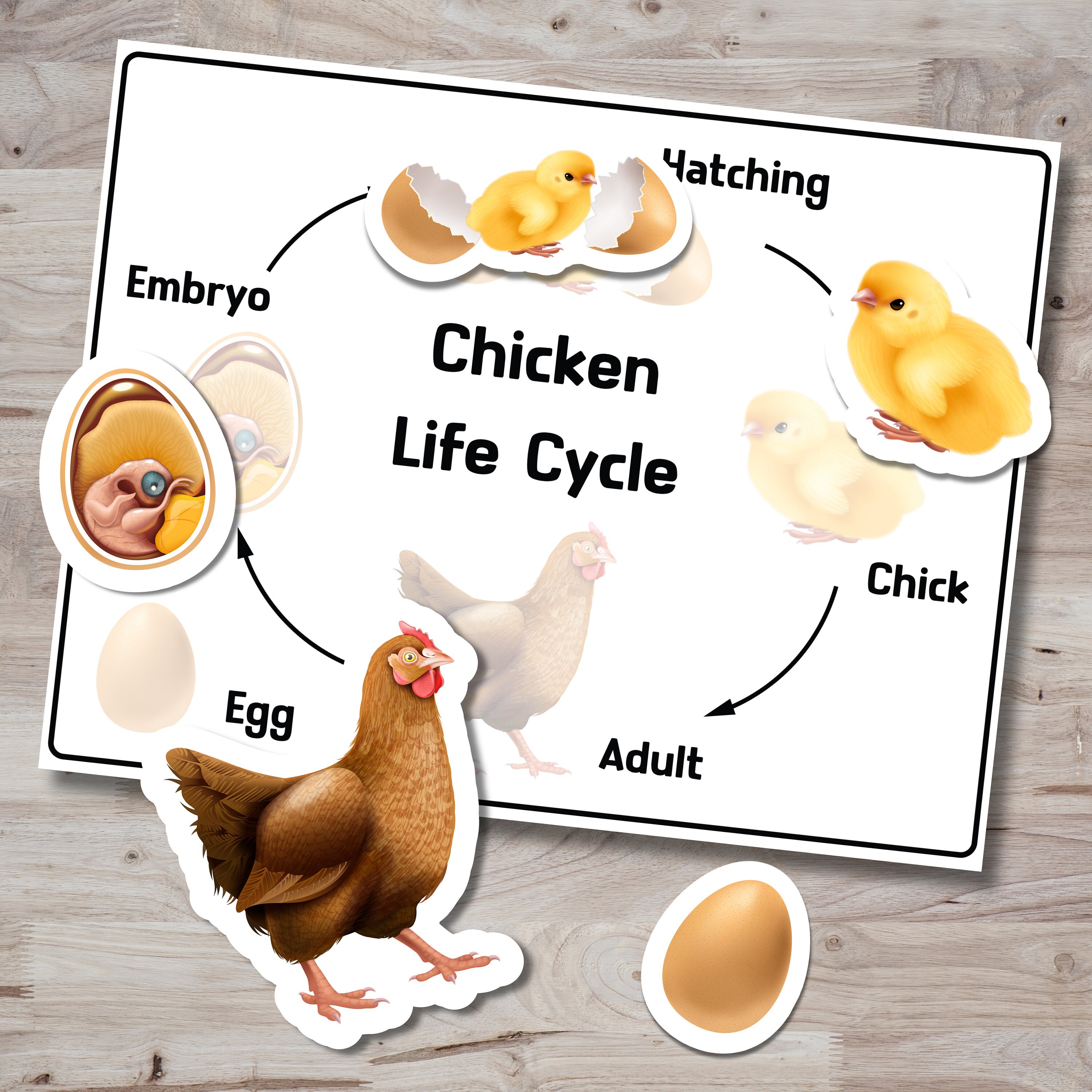 Animal Life Cycle Busy Book Printable Activity for Kindergarten - Etsy ...
