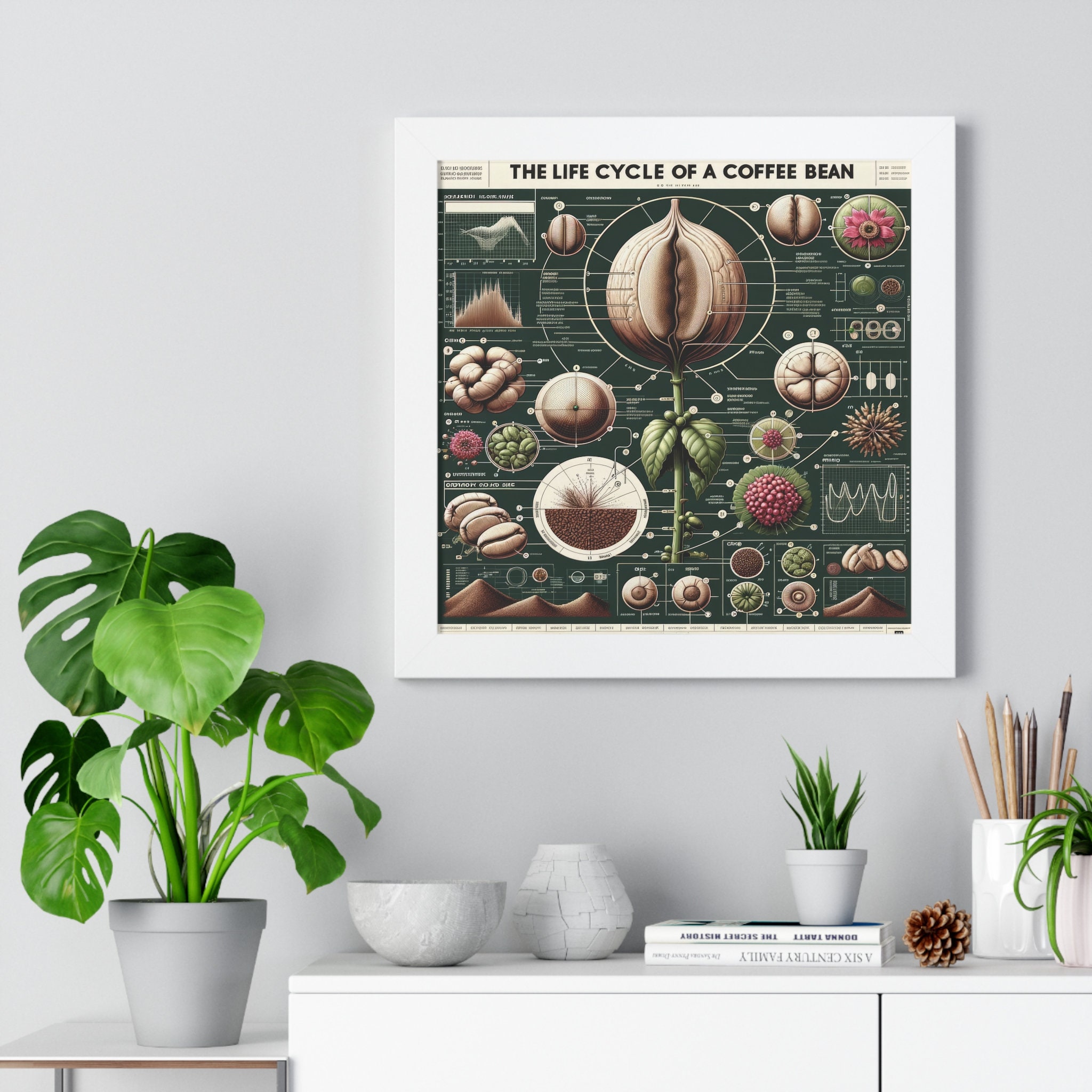 The Life Cycle of the Coffee Bean 3 of 3, Med 16 X 16 - Etsy