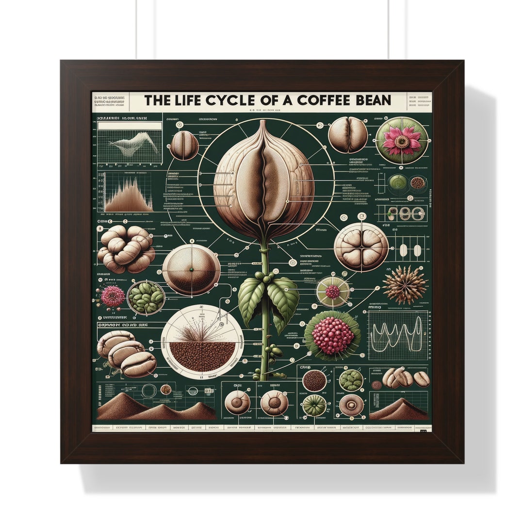 The Life Cycle of the Coffee Bean 3 of 3, Med 16 X 16 - Etsy