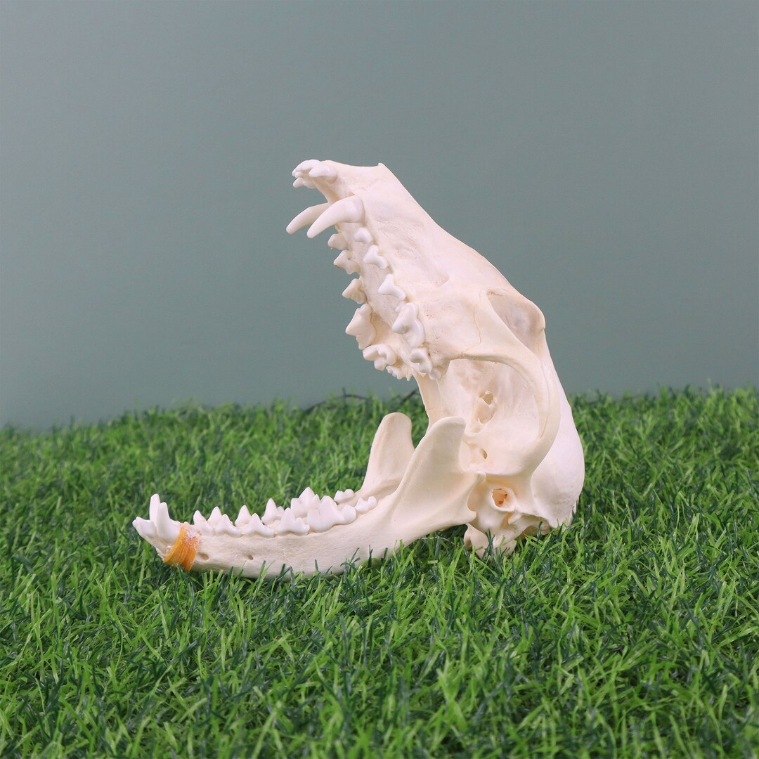 Wholesale Fox Specimens With Full Teeth Real Skull Bone - Etsy