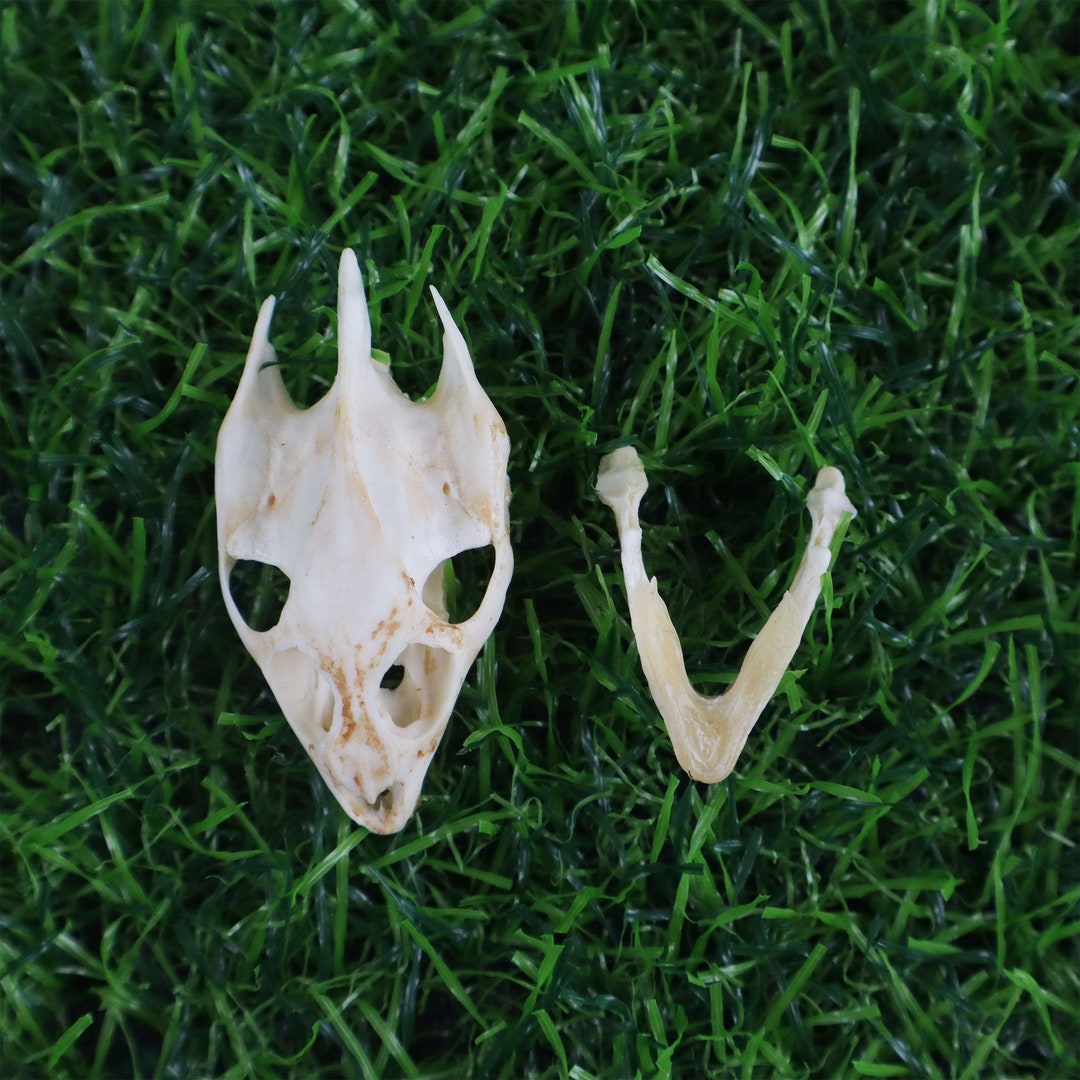 The Skull of A Turtle Whose Upper Andlower Jaws Are - Etsy