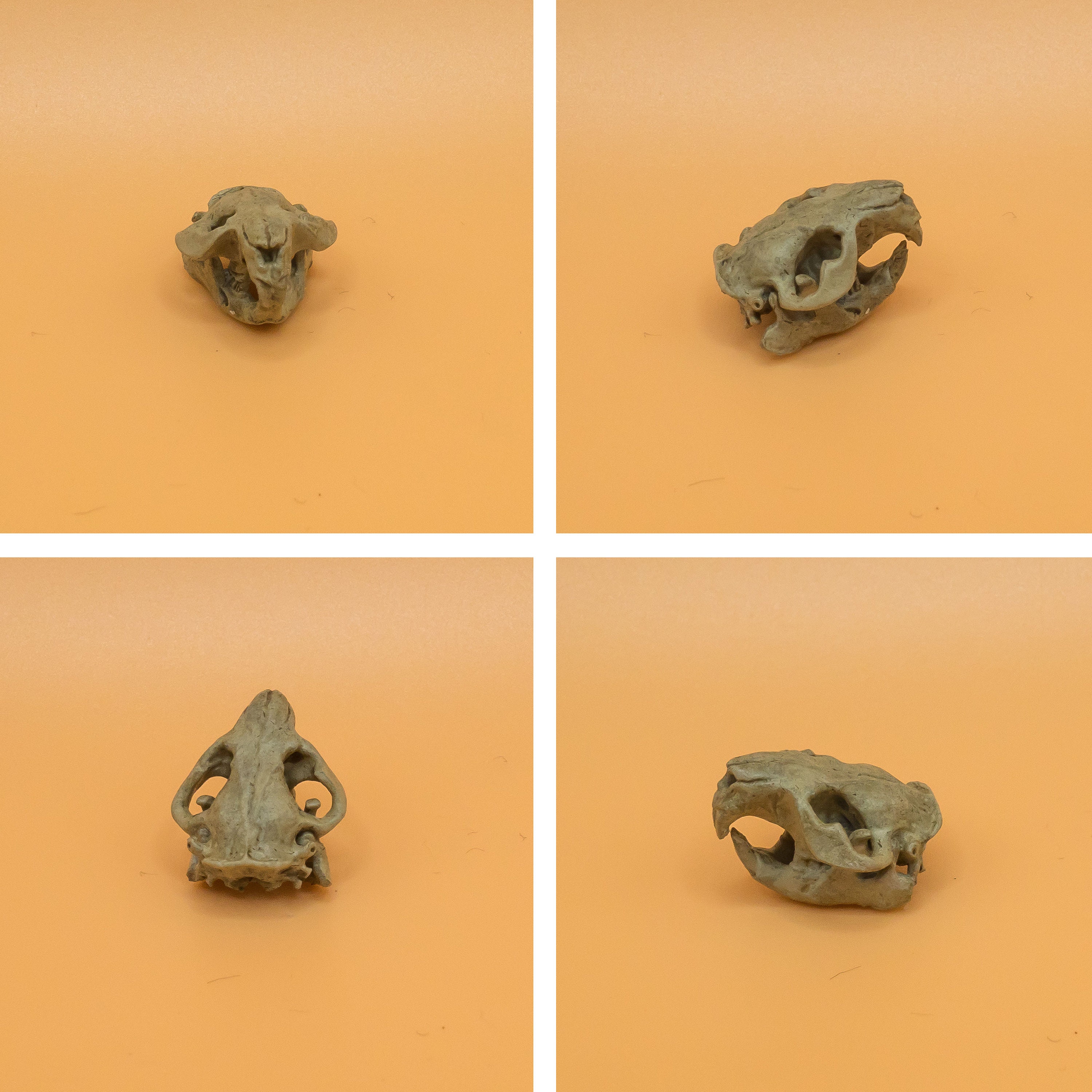 1/12 1/6 Scale Beaver Skull Miniature Hand Painted 3D Small Decoration ...