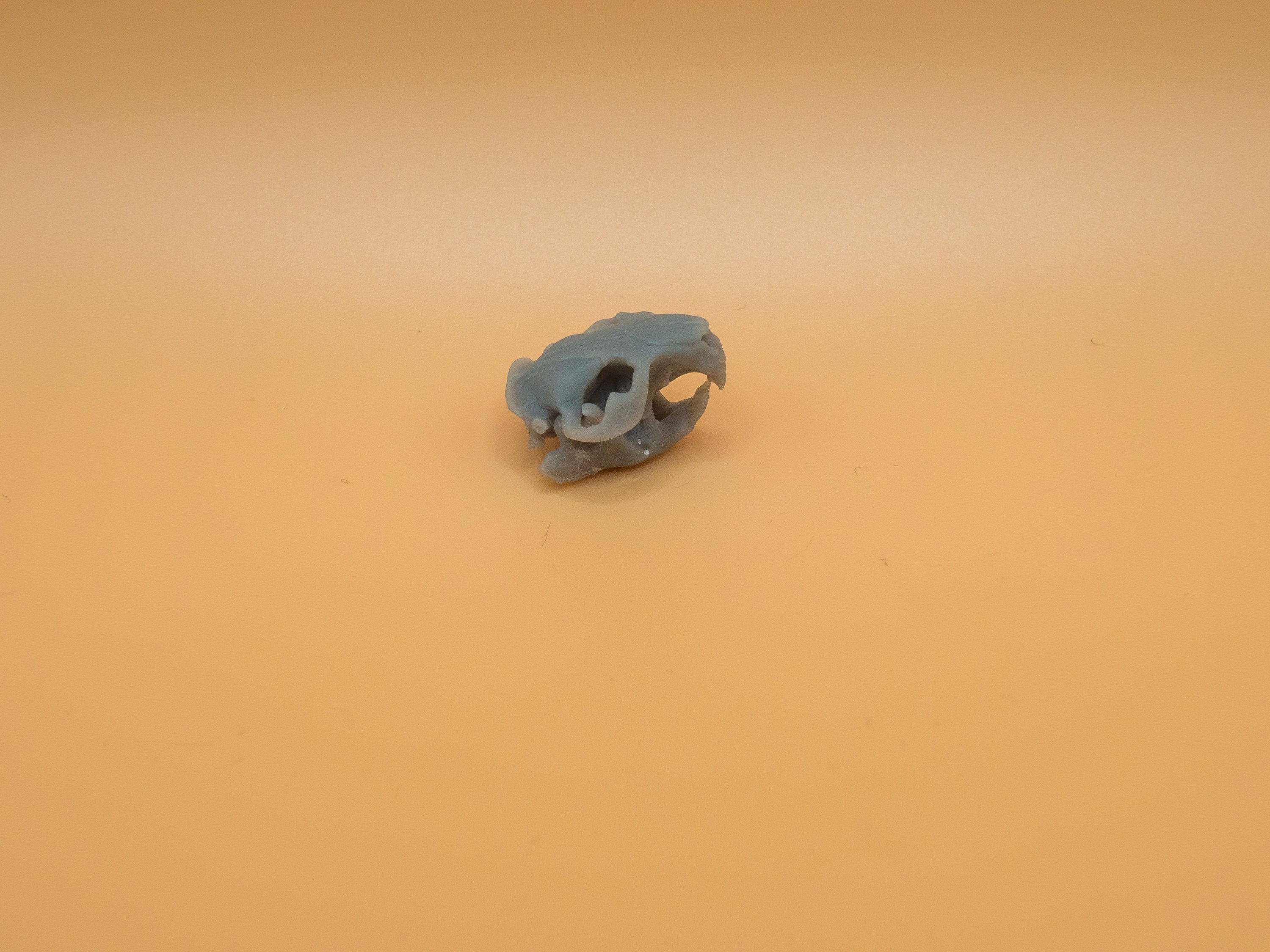 1/12 1/6 Scale Beaver Skull Miniature Hand Painted 3D Small Decoration ...