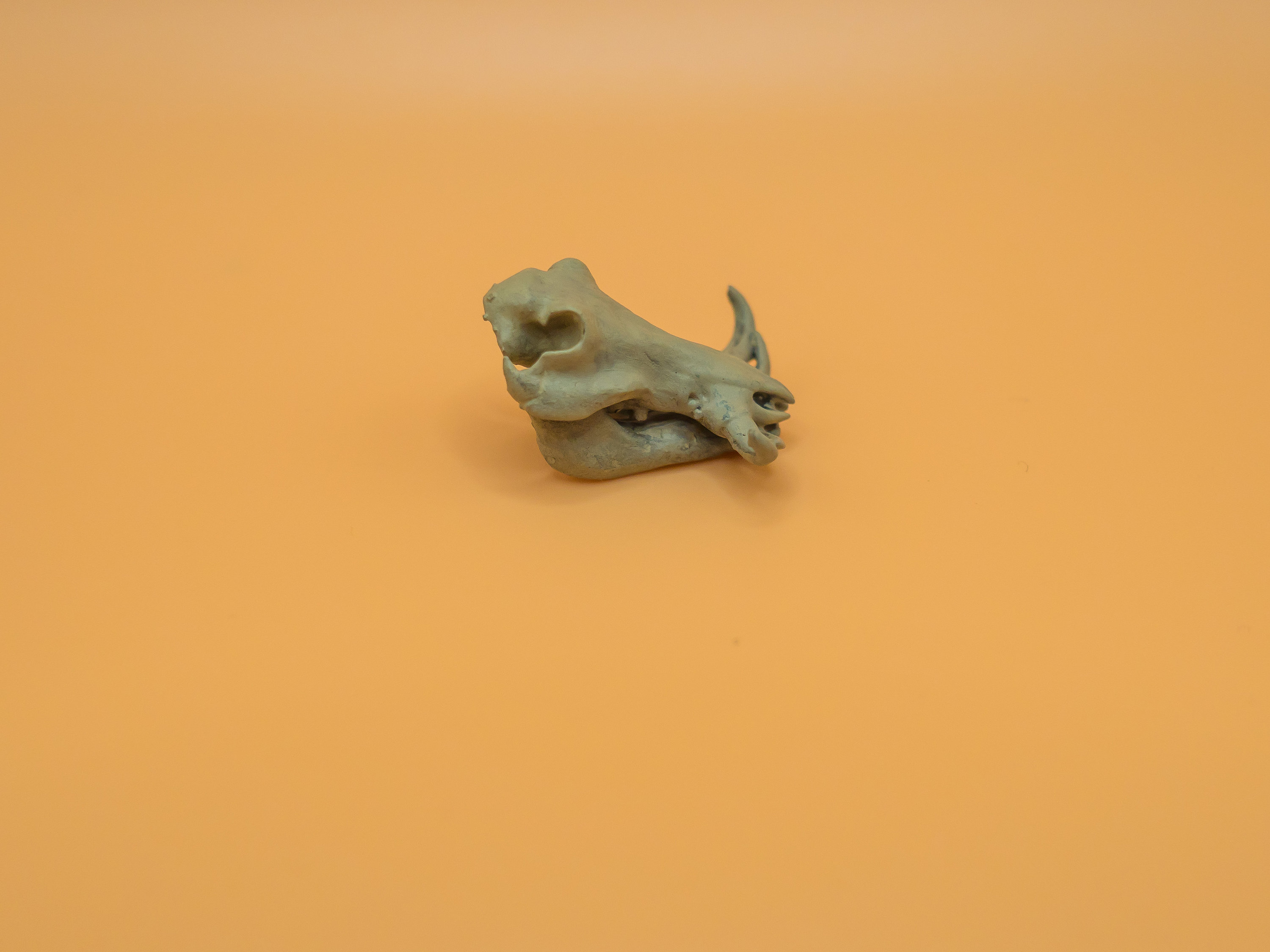 Handmade 1/12 Scale Warthog Skull: 3D Painted Miniature Decoration - Etsy