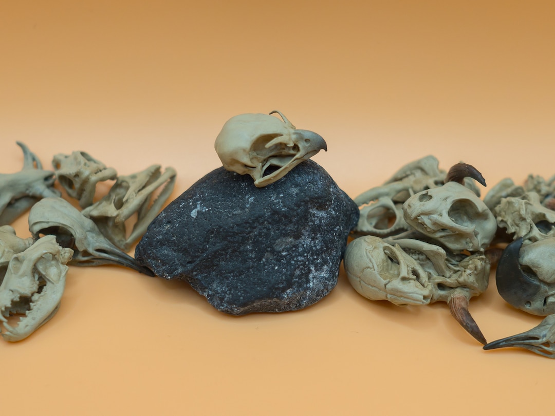 1/3 1/6 Scale Peregrine Falcon Skull Miniature Custom Colour Hand ...