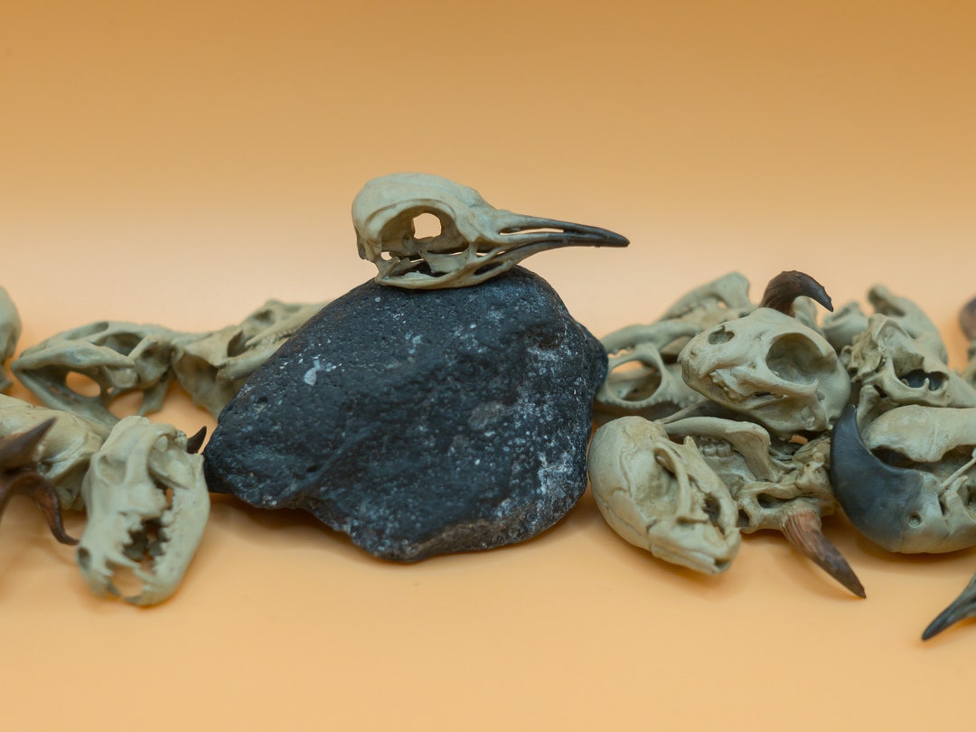 1/12 1/6 Emperor Penguin Skull Miniature Custom Colour Hand Painted 3D ...