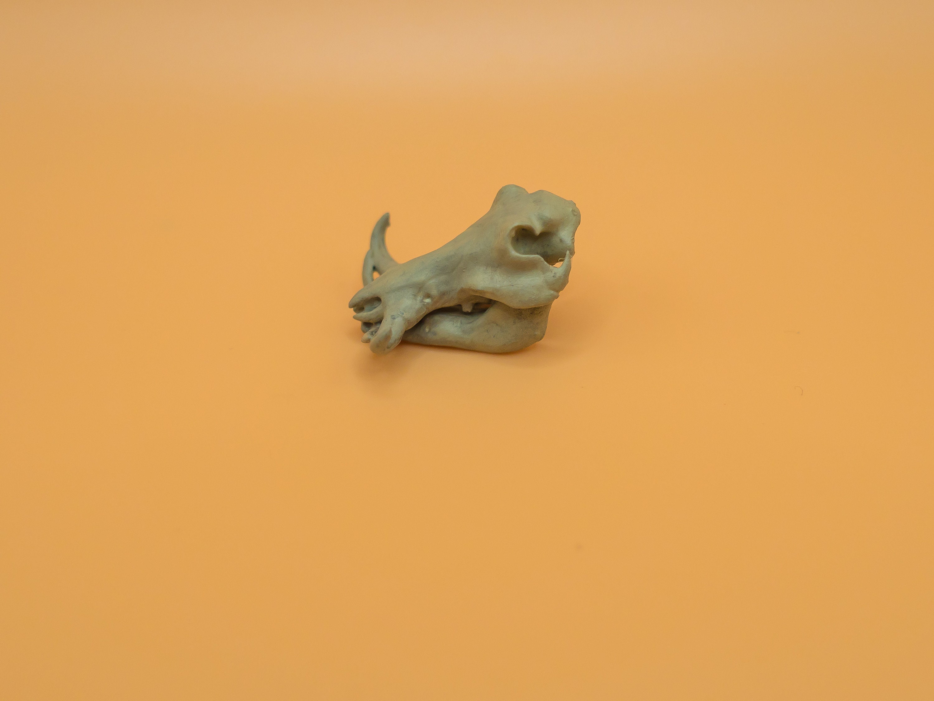 Handmade 1/12 Scale Warthog Skull: 3D Painted Miniature Decoration - Etsy