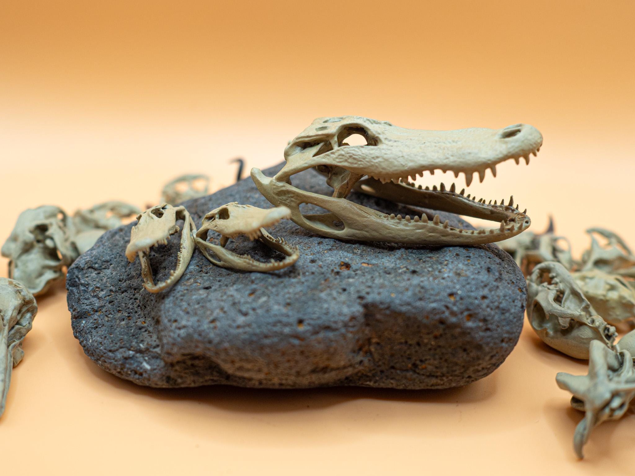 Miniature Alligator Skull Replica: 3D Printed, Hand Painted Bone ...