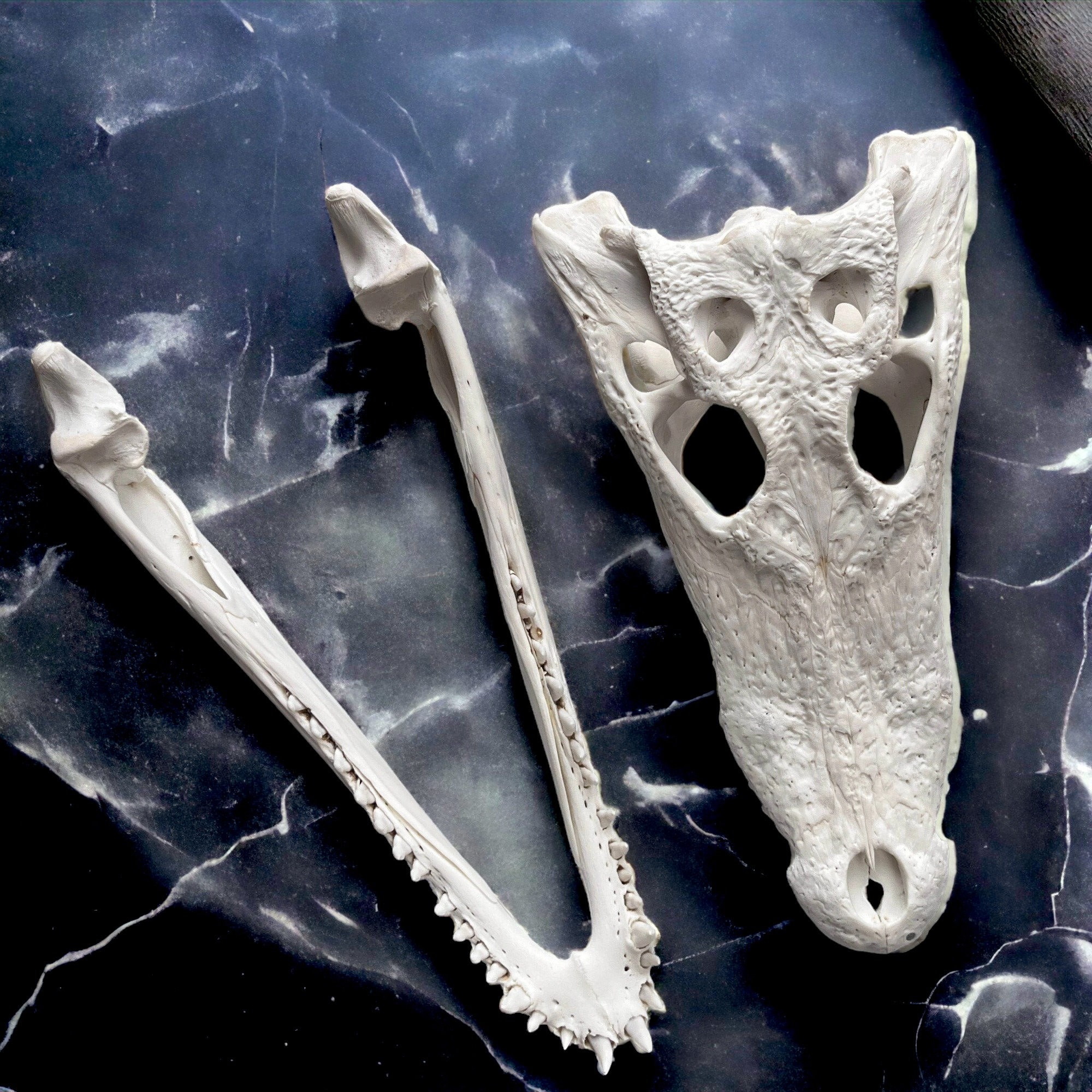 Taxidermist American Alligator Taxidermy Animal Alligator Skull Animal ...