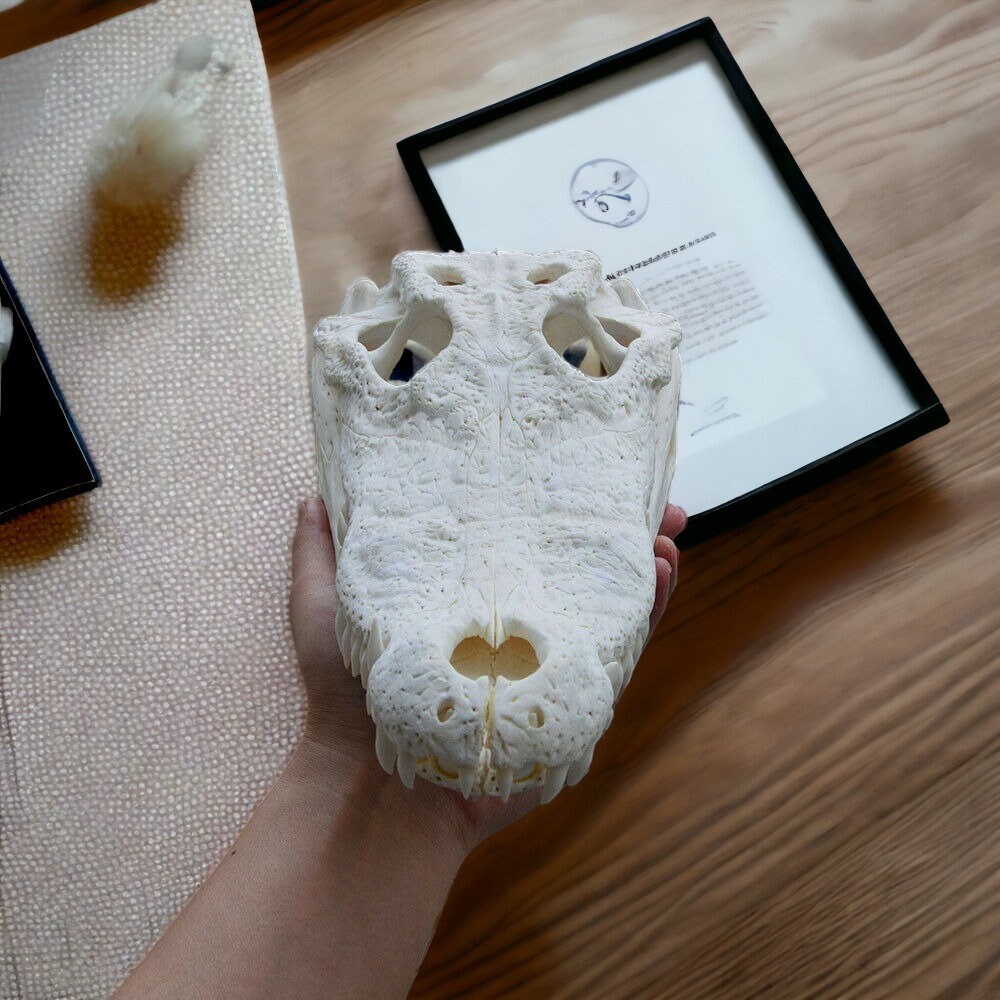 Real Crocodile Skull Taxidermy Animal Oddity and Curiosity Real Animal ...