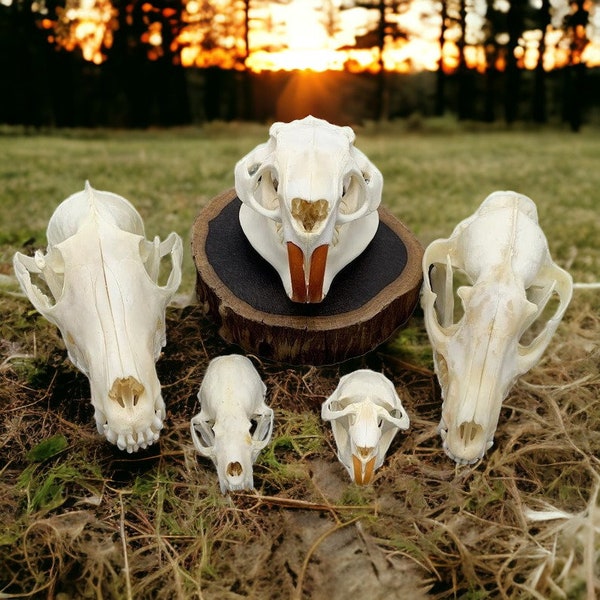 Real Animal Skull - Etsy