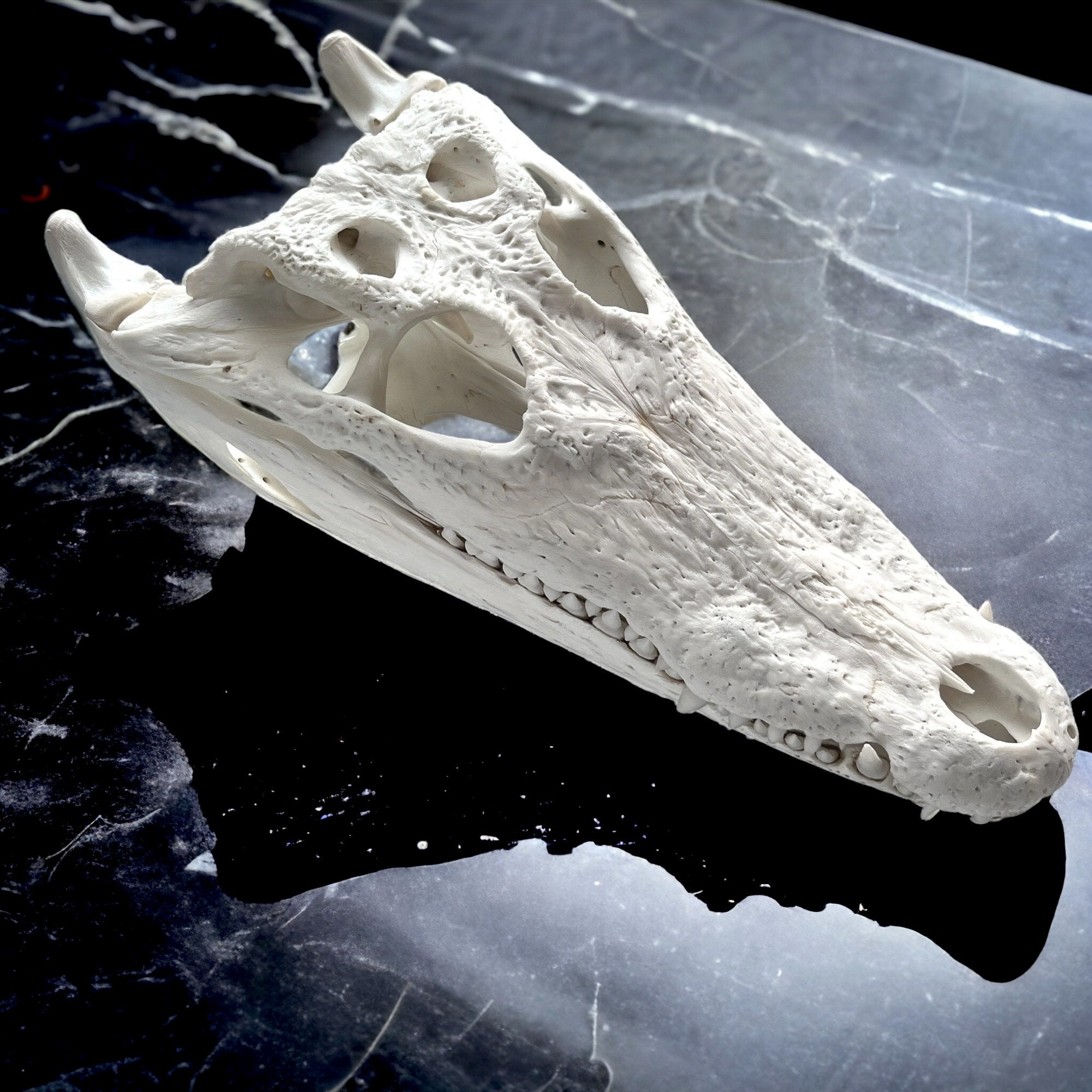 Taxidermy Real Alligator Skull Taxidermy Animal Oddity and - Etsy UK