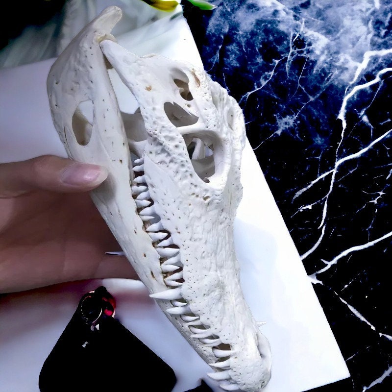 Taxidermist American Alligator Taxidermy Animal Alligator Skull Animal ...