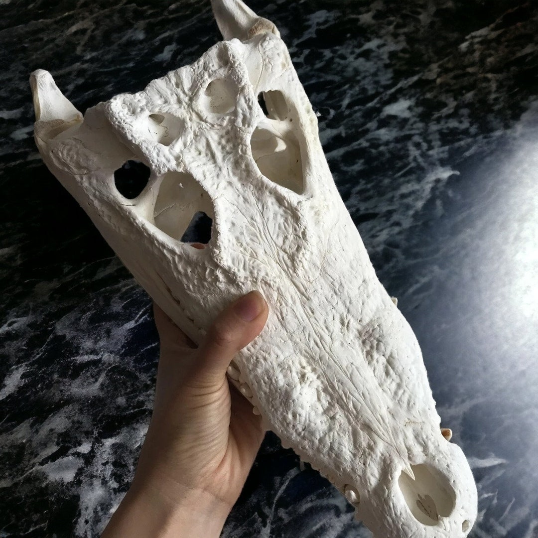 Taxidermist American Alligator Taxidermy Animal Alligator Skull Animal ...