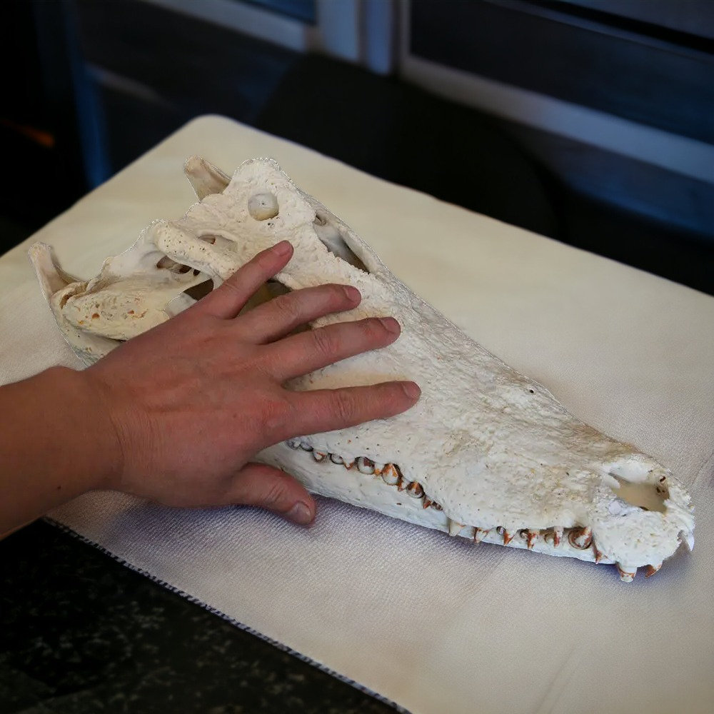 Taxidermist American Alligator Taxidermy Animal Alligator Skull Animal ...