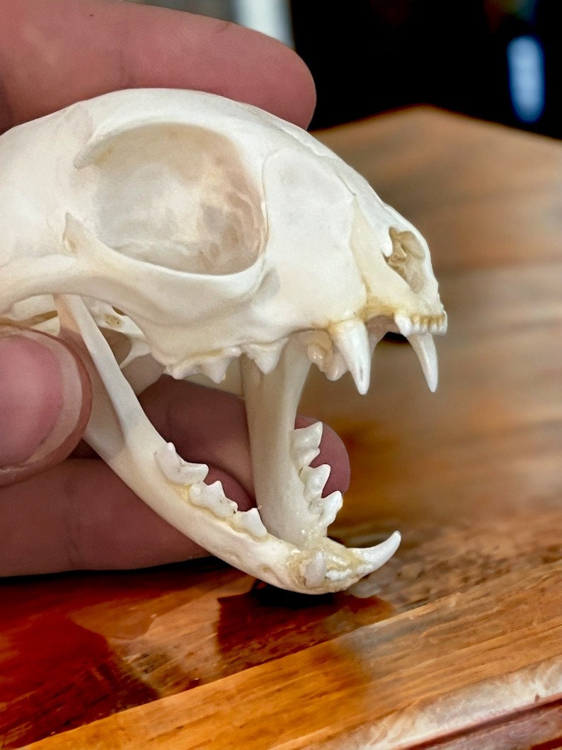 Bobcat Real Animal Skull Animal Skeleton Oddity and Curiosity Taxidermy ...