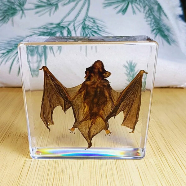 Bat Taxidermy - Etsy
