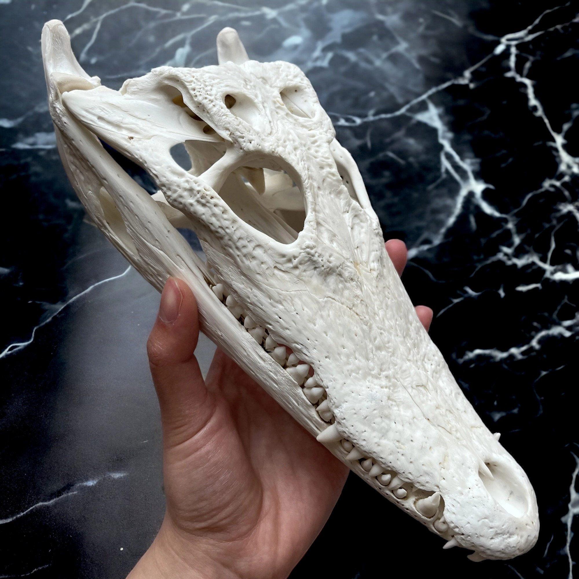 Taxidermist American Alligator Taxidermy Animal Alligator Skull Animal ...