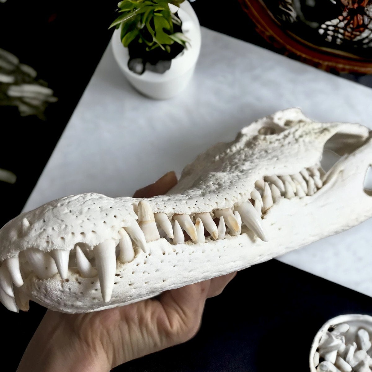Taxidermy Real Alligator Skull Taxidermy Animal Oddity and - Etsy UK