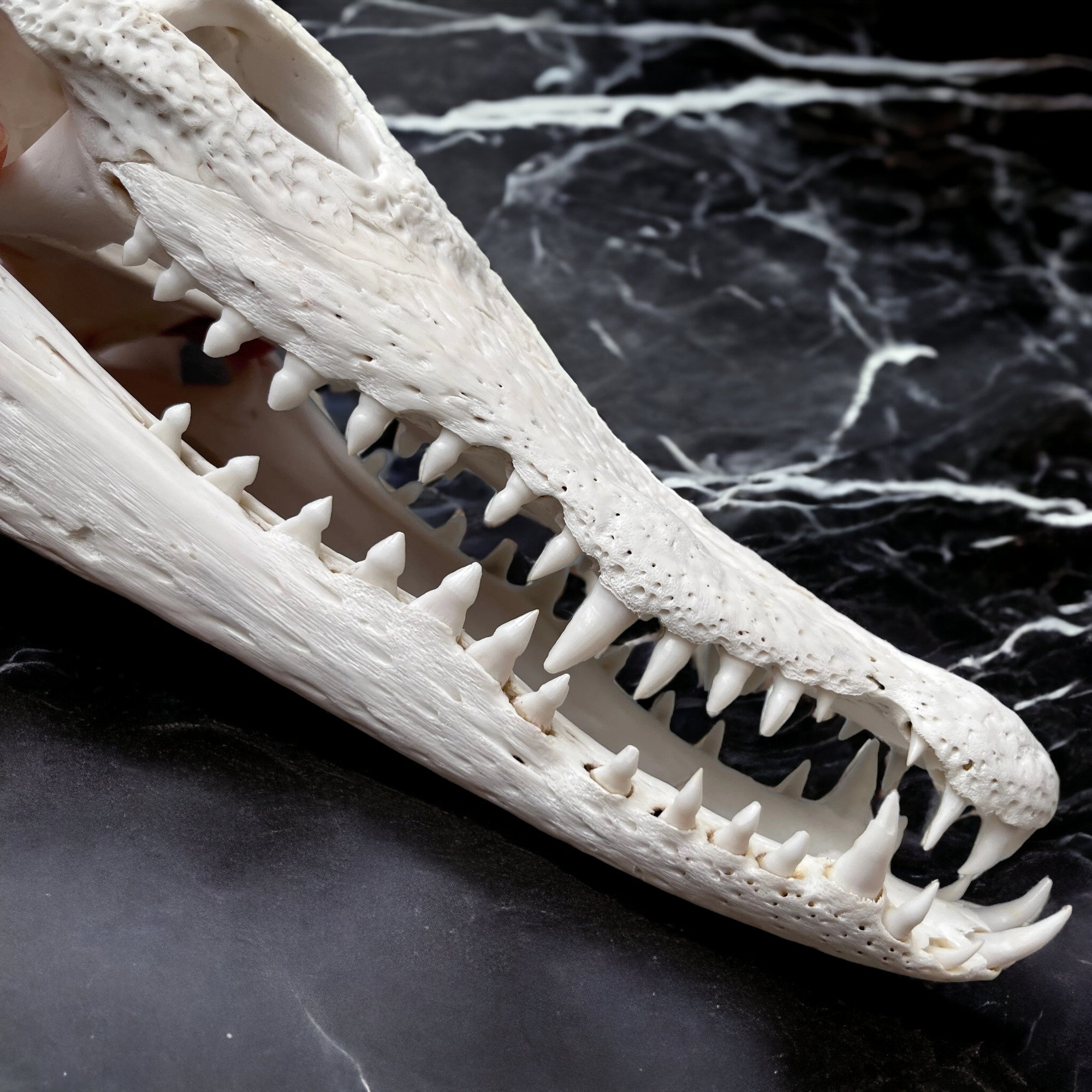 Taxidermist American Alligator Taxidermy Animal Alligator Skull Animal ...