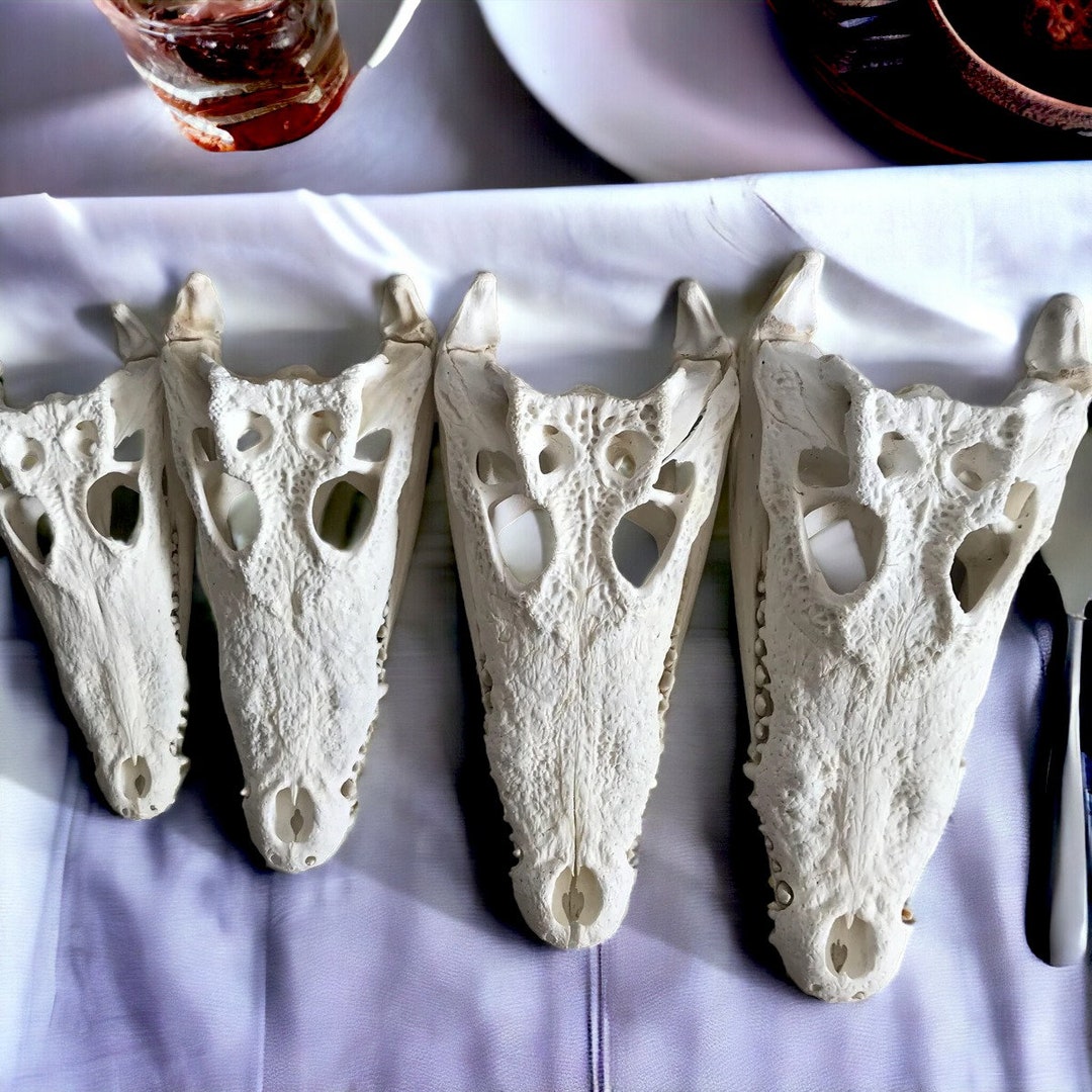 Real Alligator Skull Taxidermy Taxidermy Animal Taxidermi - Etsy