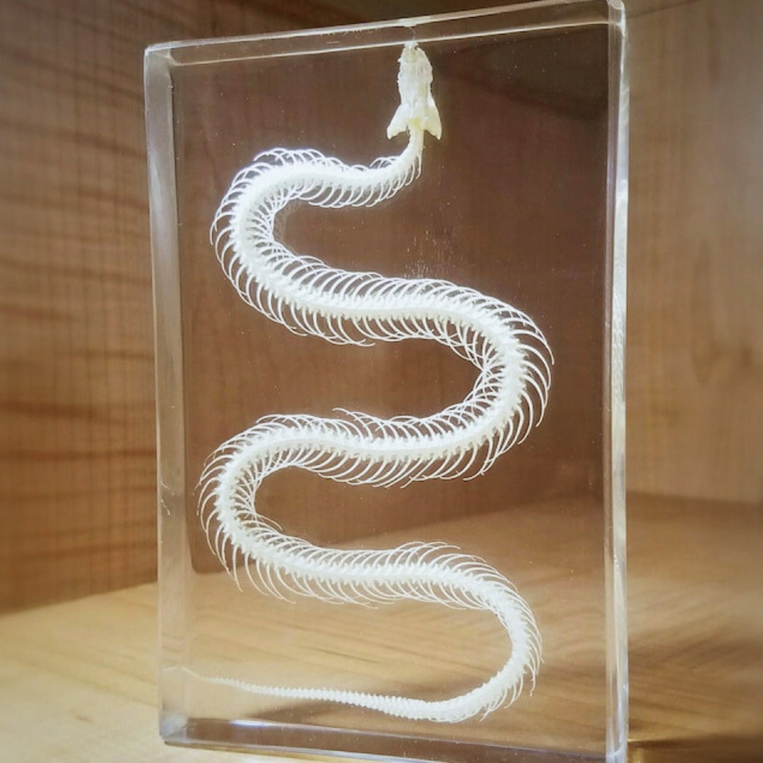 Snake Skeleton Taxidermi Oddity and Curiosity Taxidermy Animal Real ...