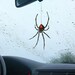 Black Widow Spider Car Charm. Cool and Stylish Car Accessory. Stained ...