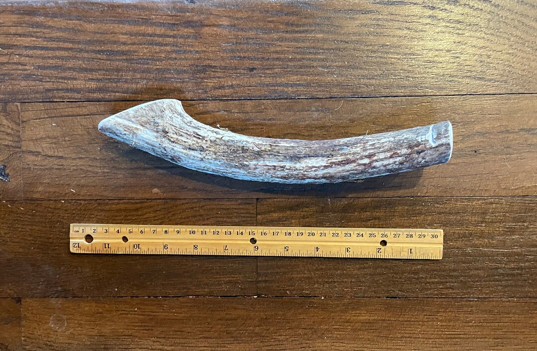 Jumbo Farm Raised Elk Antler Dog Chews. (whole) - Etsy