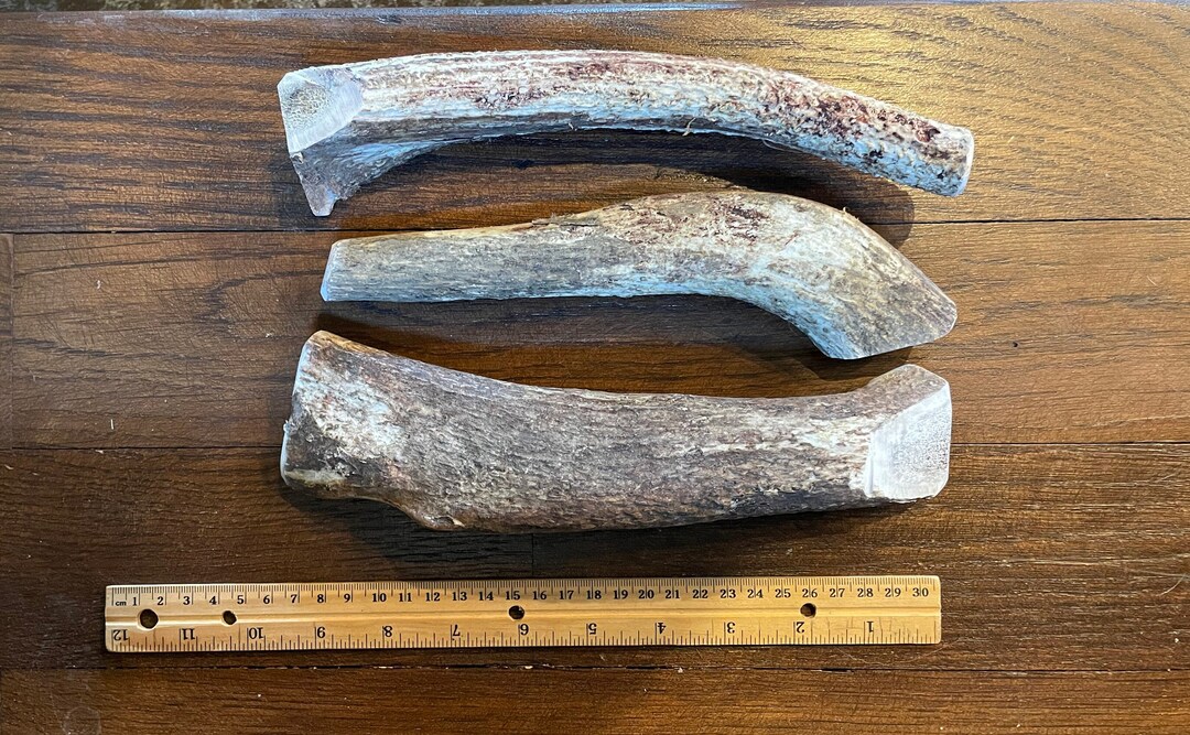 3 Pack XL Farm Raised Elk Antler Dog Chews. (whole) - Etsy