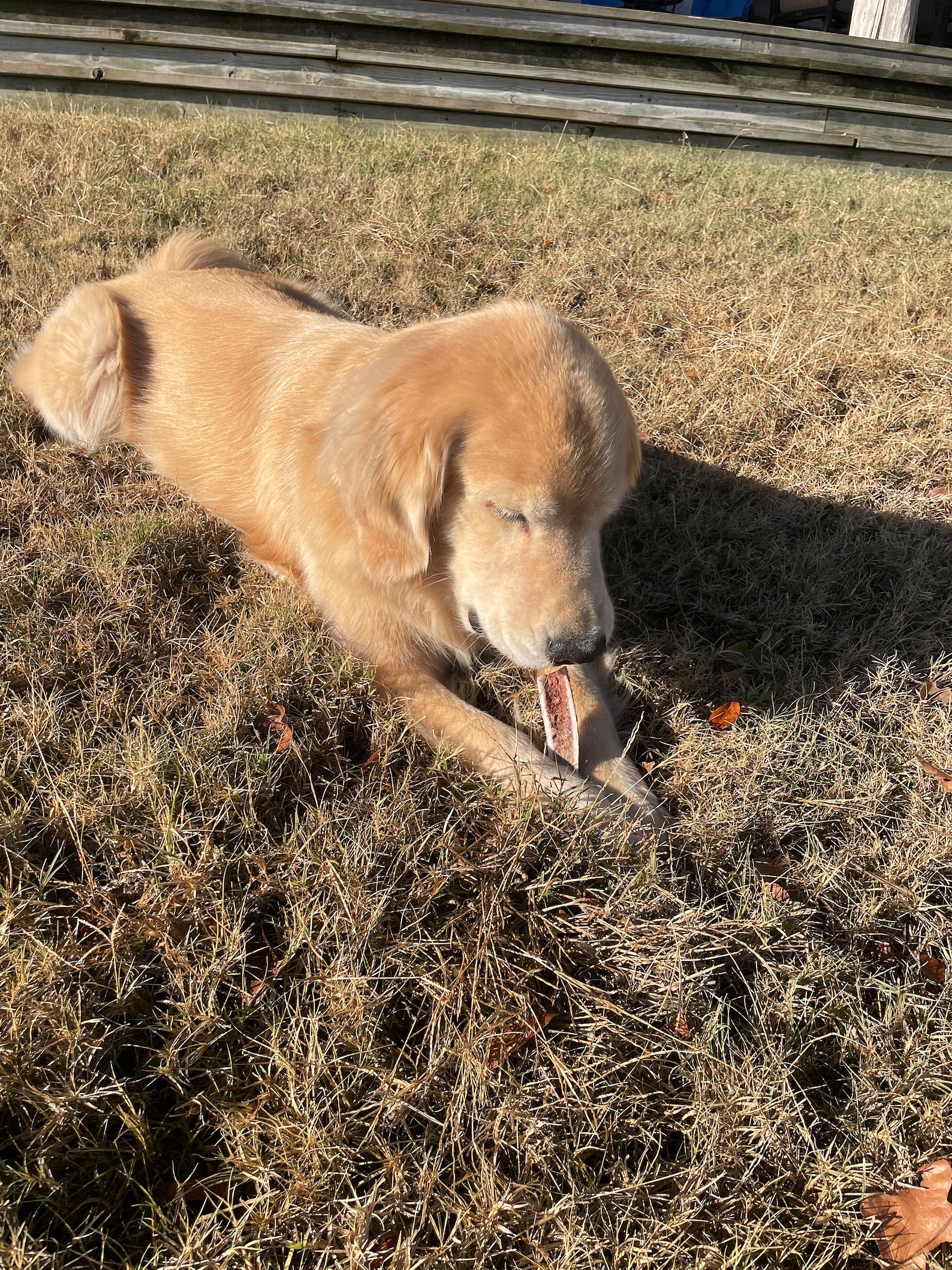3 Pack Medium Farm Raised Elk Antler Dog Chews. (split) - Etsy