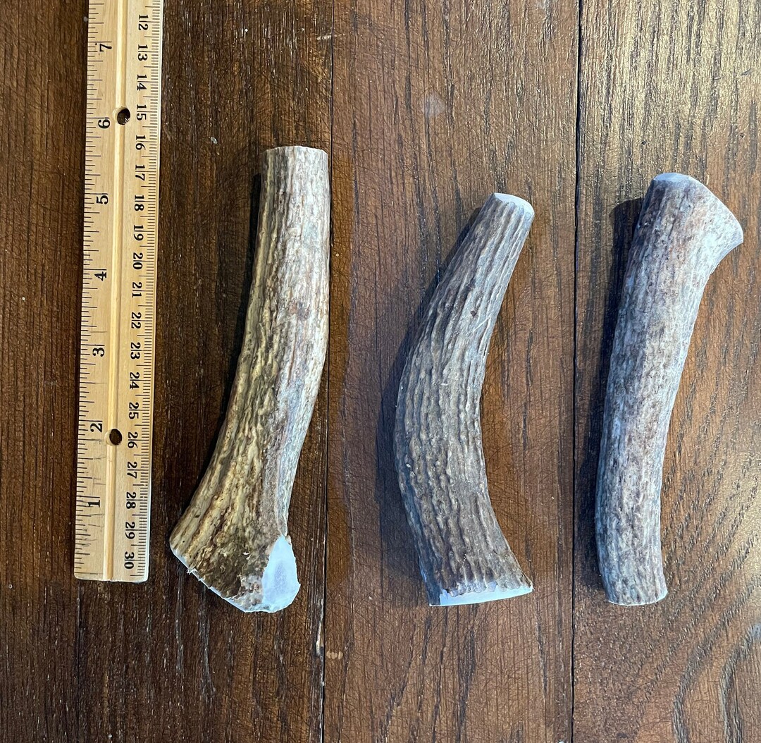 3 Pack Medium Farm Raised Elk Antler Dog Chews. (whole) - Etsy