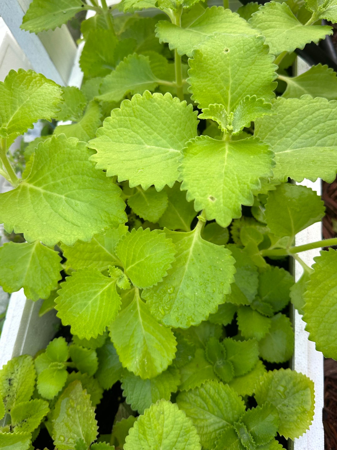 Mexican Mint - Cuban Oregano - Spanish Thyme Well Rooted Plant( 2 ...