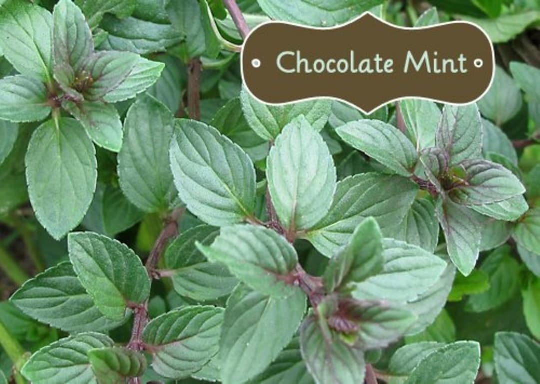 Chocolate Mint Live Plants Easy to Plant 6-8 Inch ( 4 Plants) - Etsy