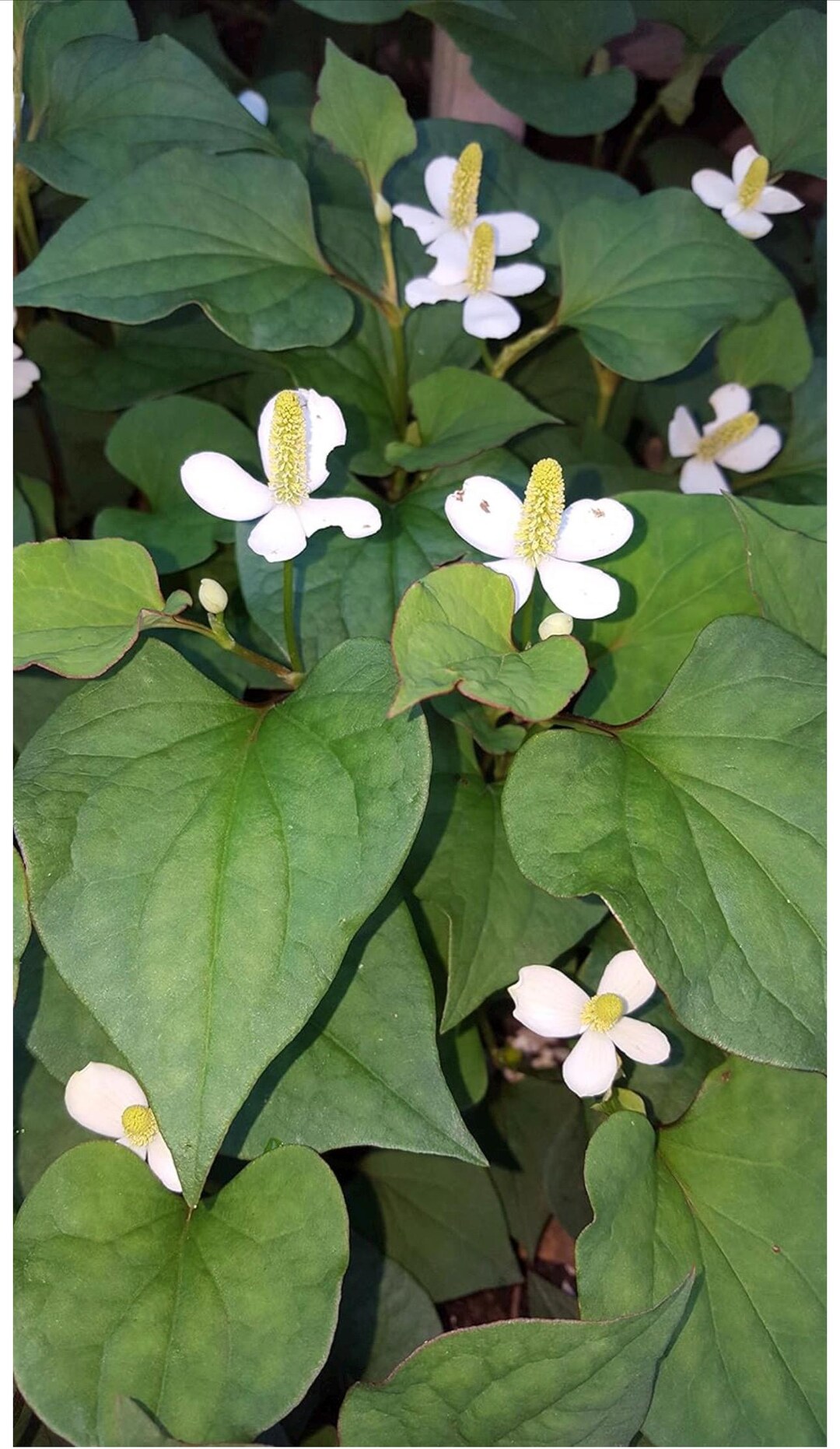 10 Live Bare Root Fish Mint Houttuynia Cordata Asian Herb Plants (diếp ...