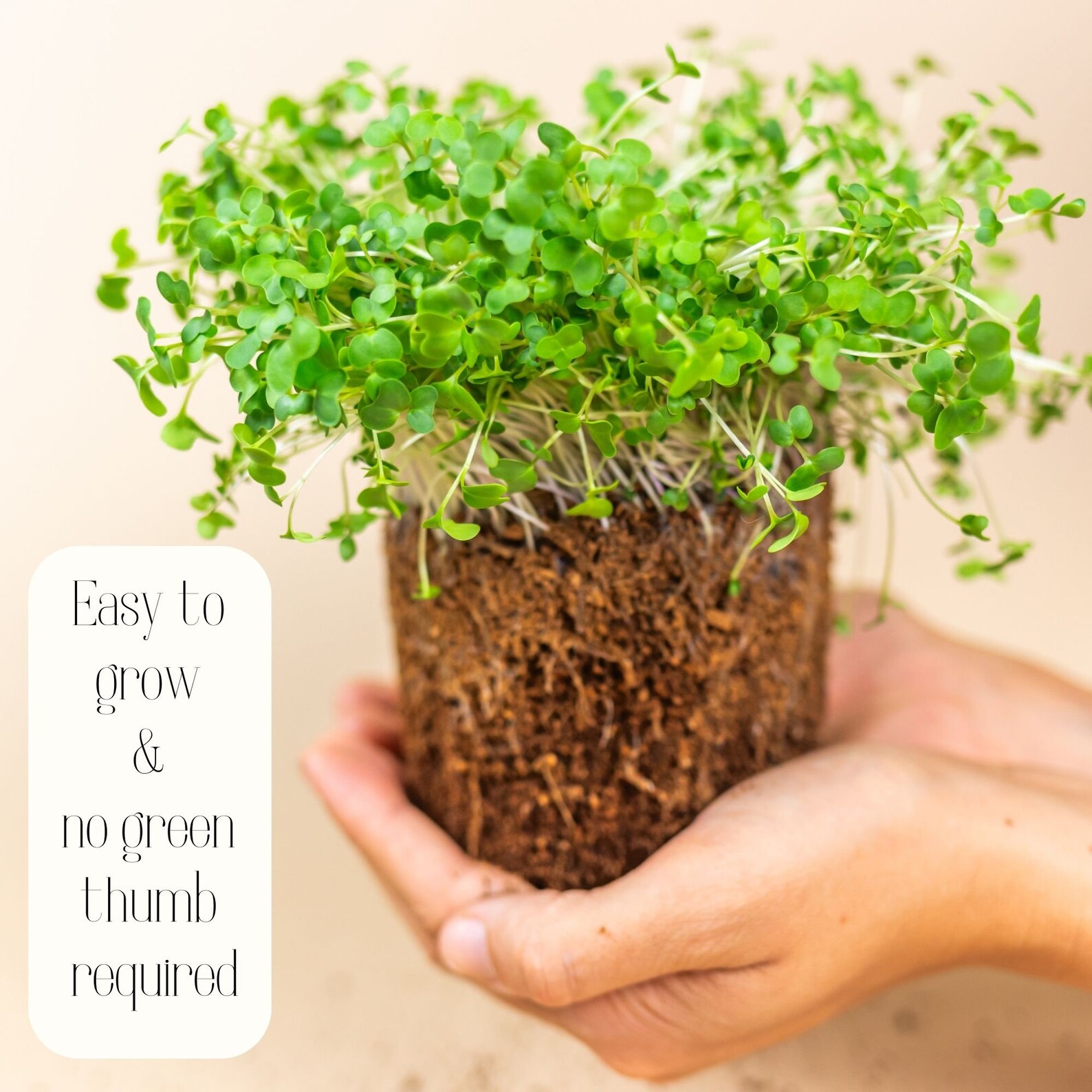 Microgreens Growing Kit Indoor, 3 Reusable Pots, 3 Organic Seed Packs ...