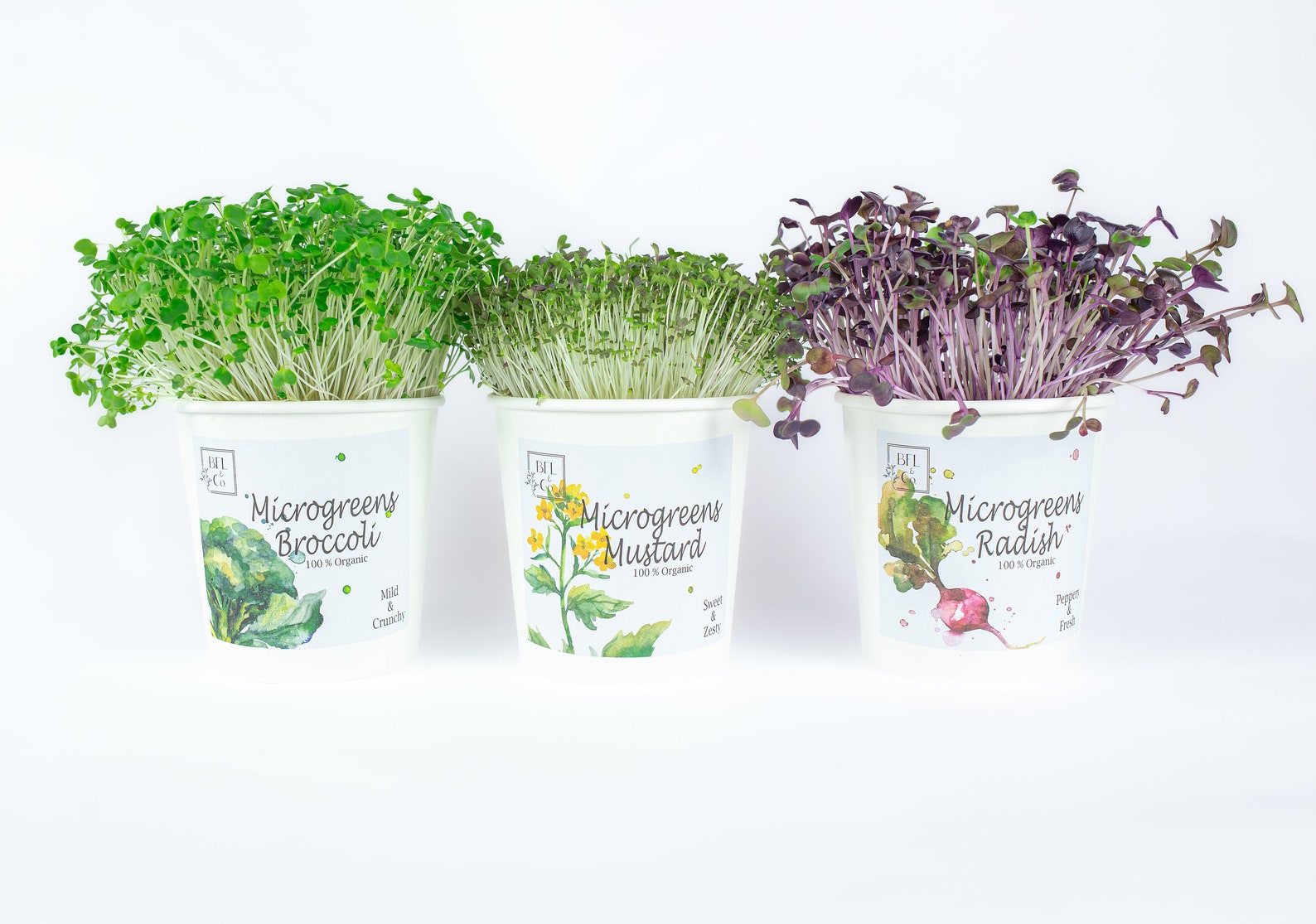 Microgreens Growing Kit Indoor, 3 Reusable Pots, 3 Organic Seed Packs ...