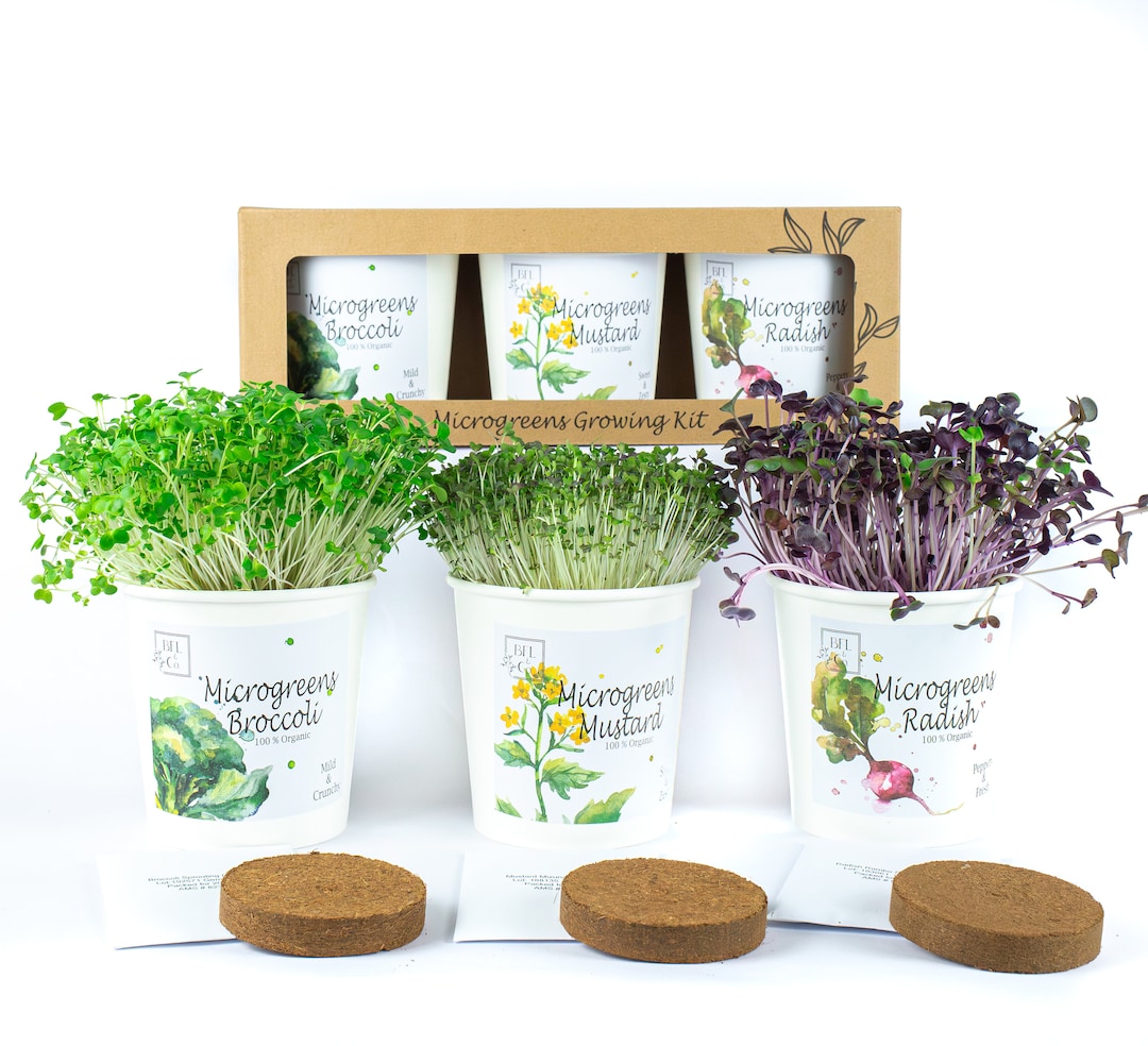 Microgreens Growing Kit Indoor, 3 Reusable Pots, 3 Organic Seed Packs ...