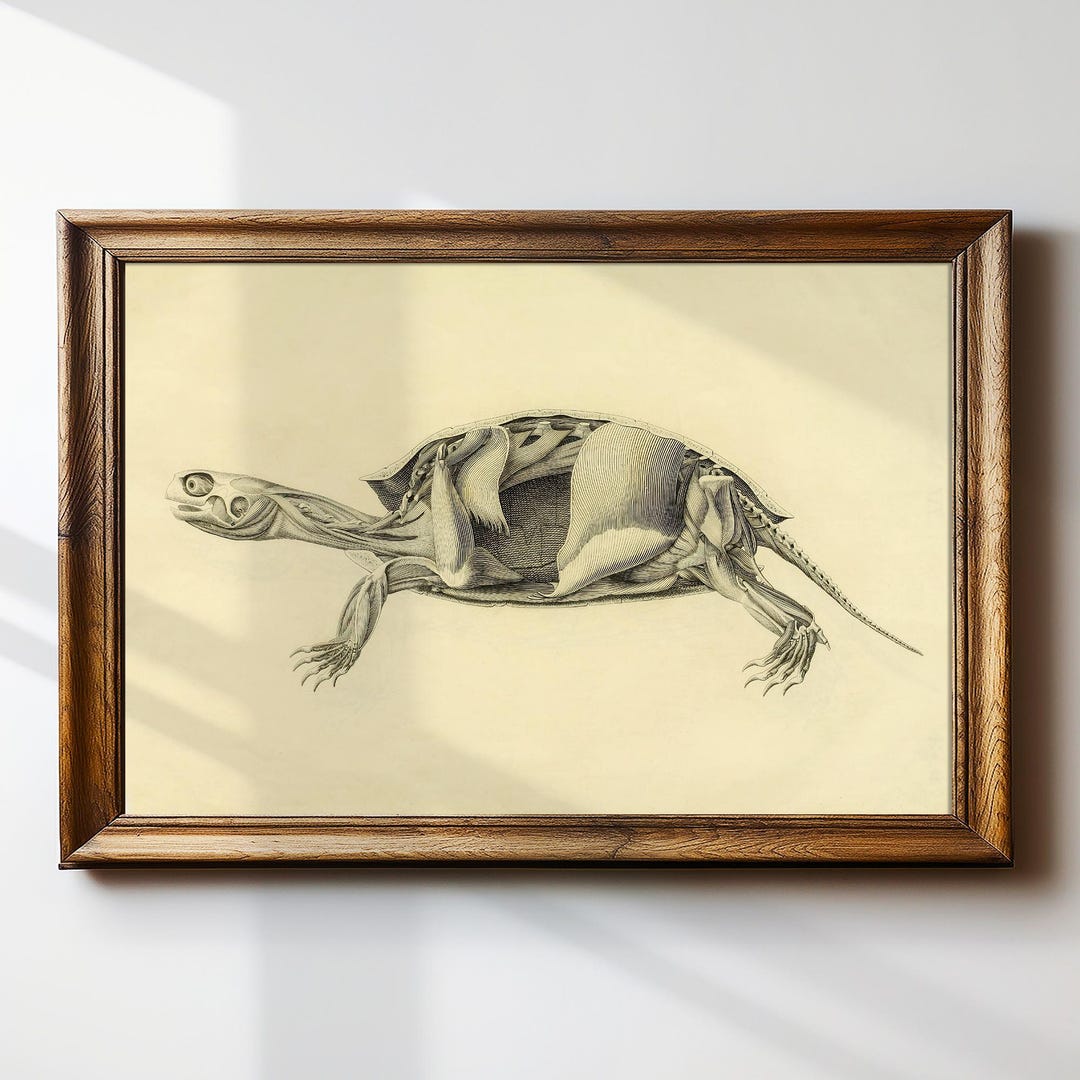 Turtle Skeleton Anatomy Framed Print – Vintage Marine Biology ...