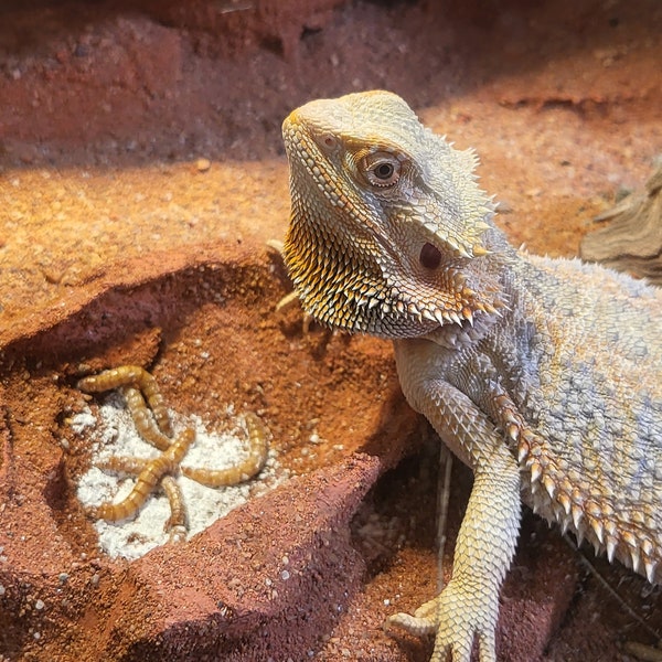 Reptile Food Bowl - Etsy