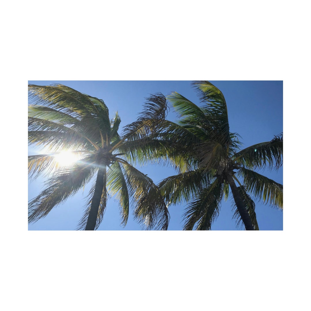 Palm Trees Poster - Etsy