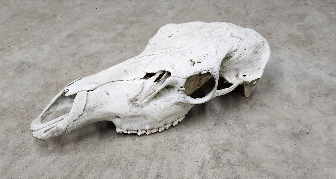 Cow Elk Skull Bones Xeriscaping Crafts Taxidermy - Etsy