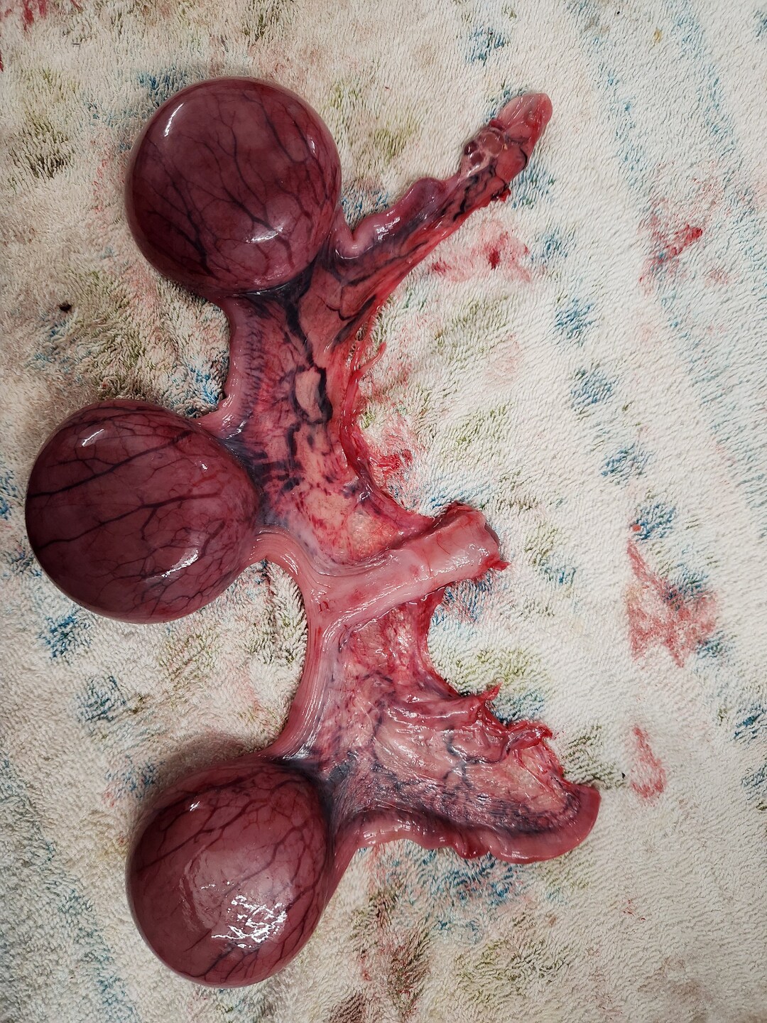 Beaver Embryos in Uterus Wet Specimens - Etsy